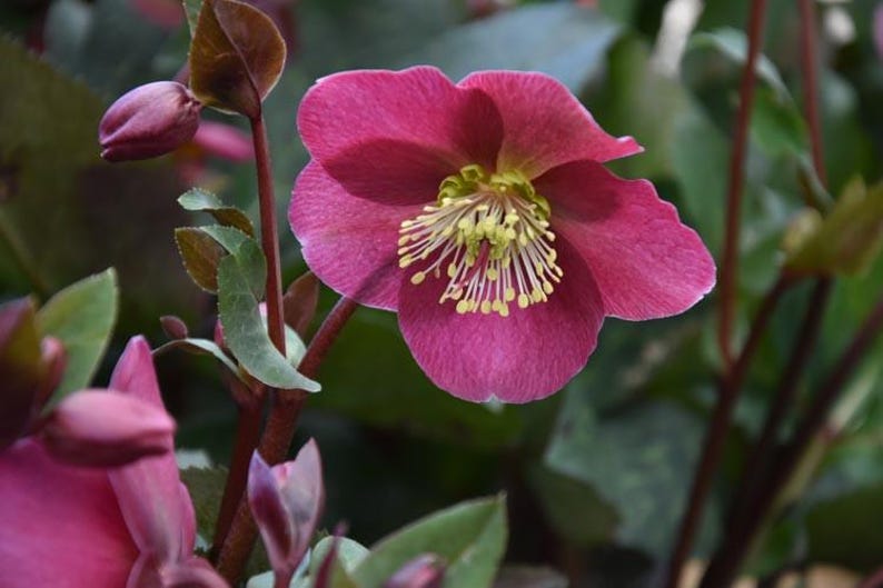 Lenten Rose Anna's Red, Deep Red Christmas Rose, Evergreen Perennial ...