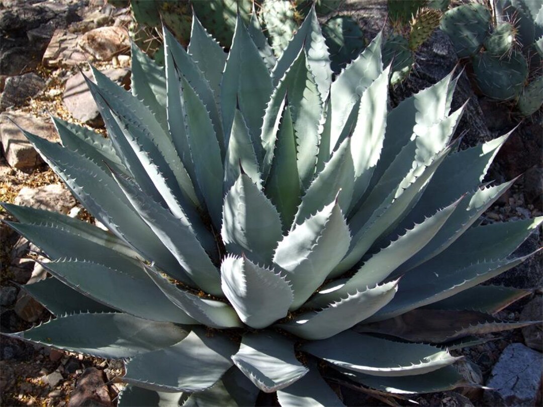 NEW Agave Deserti Var. Simplex Desert Agave Drought-tolerant Succulent ...