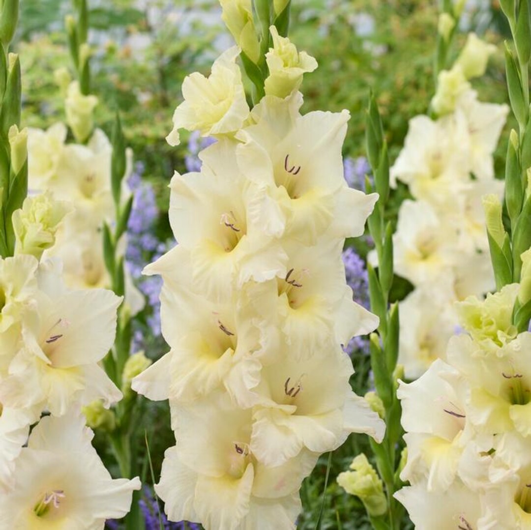 Gladiolus 'ivory Priscilla' | Sword Lily, Tall Cut Flowers - Spring ...