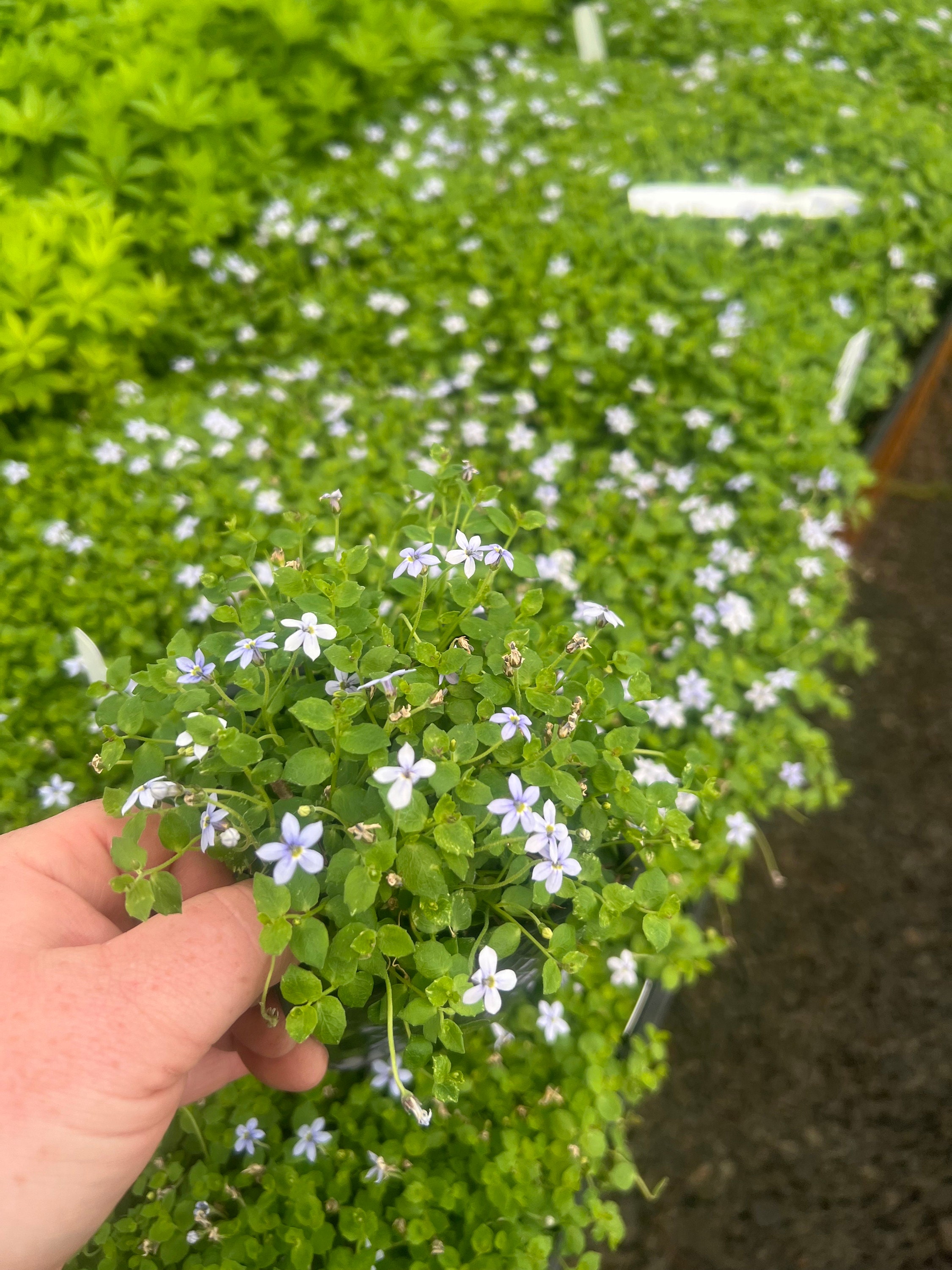 Blue Star Creeper Groundcover, Pratia Peduculata 3.5 Potted Live Plant ...