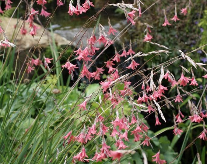 Azalea Plants Outdoor Dierama Igneum Plant In A 7cm Pot (Starter Plant ...