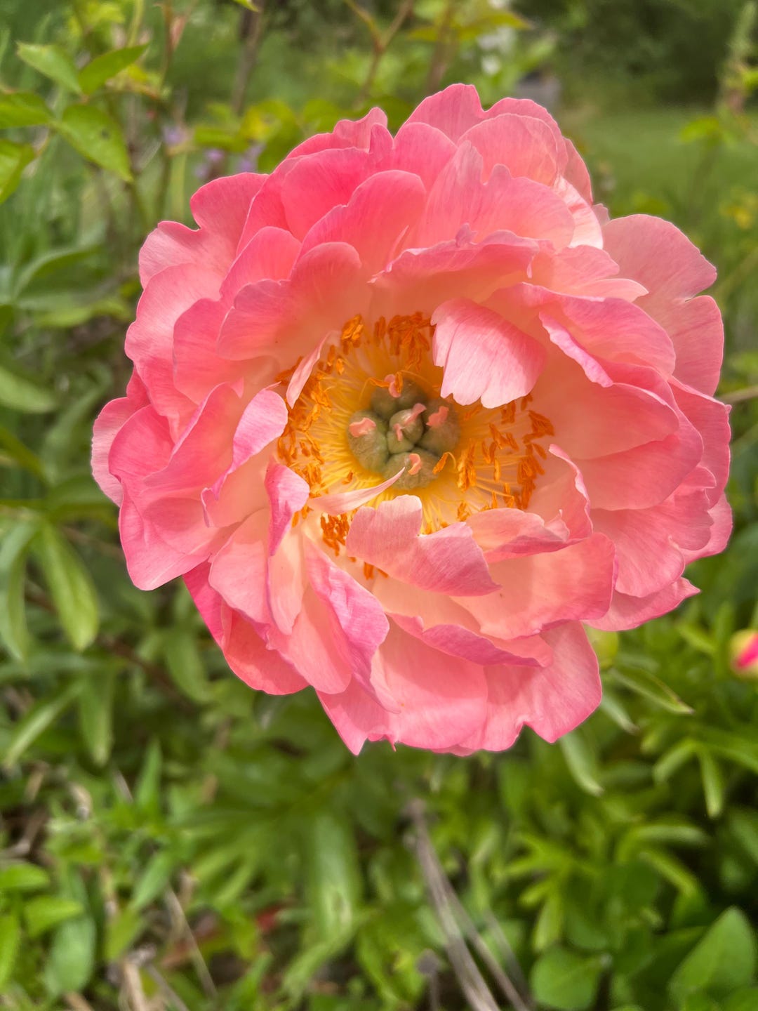 Peony 'coral Sunset' | Double Paeonia - Etsy