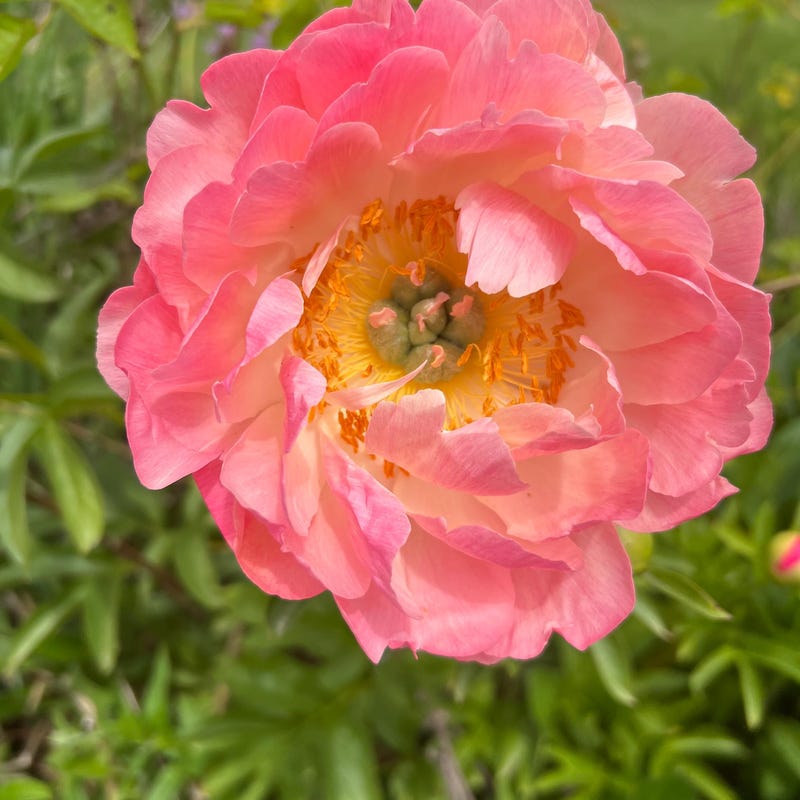 Tree Peony - Etsy
