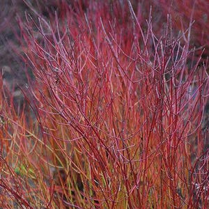 Cornus Sericea ‘kelseyi’ | Dwarf Red-osier Dogwood, Bright Winter ...