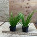 Acorus Gramineus 'ogon' | Golden Sweet Flag, Evergreen Ornamental Grass ...