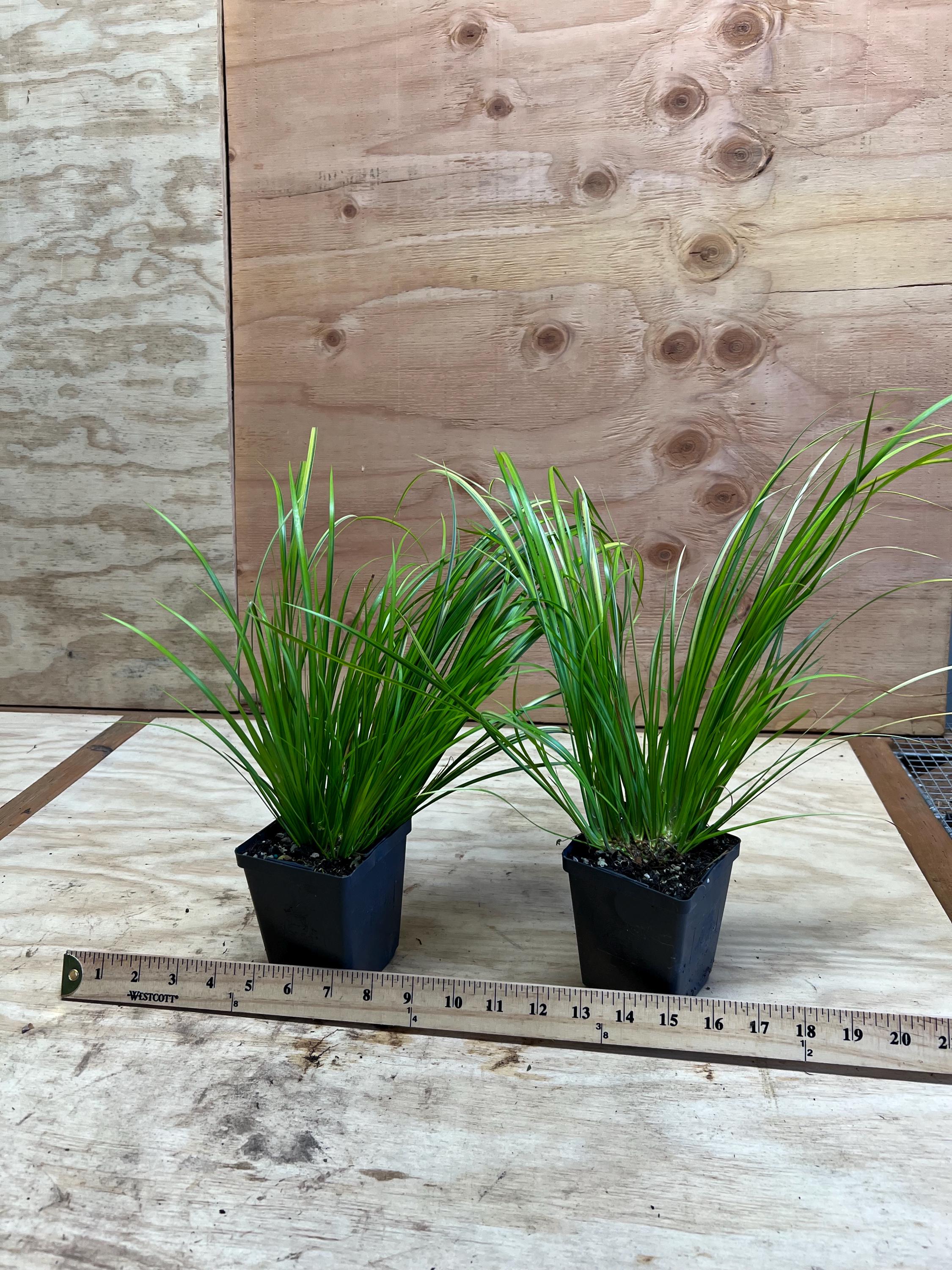 Acorus Gramineus 'ogon' | Golden Sweet Flag, Evergreen Ornamental Grass ...