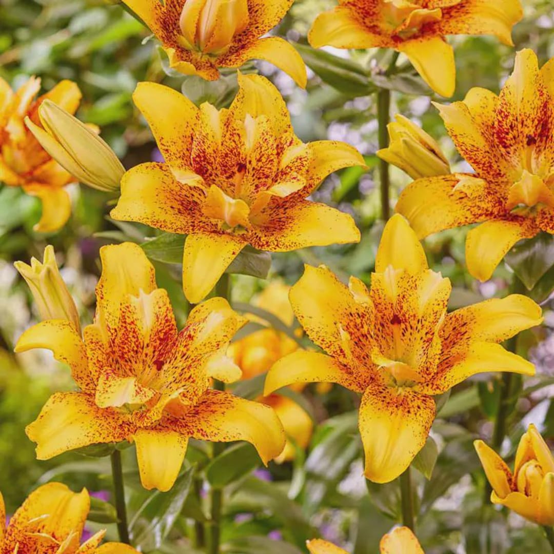 Lilium Asiatic 'double Nugget' | Asiatic Lily | Bright Yellow Blooms ...