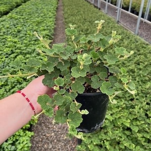 Rubus Calycinoides | Evergreen Creeping Raspberry | Formoran Carpet ...