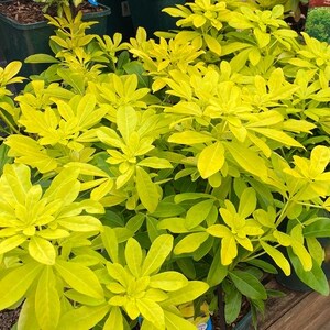 Choisya Ternata 'sundance' | Golden Mexican Orange Blossom | Evergreen ...