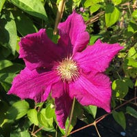 Clematis - Etsy