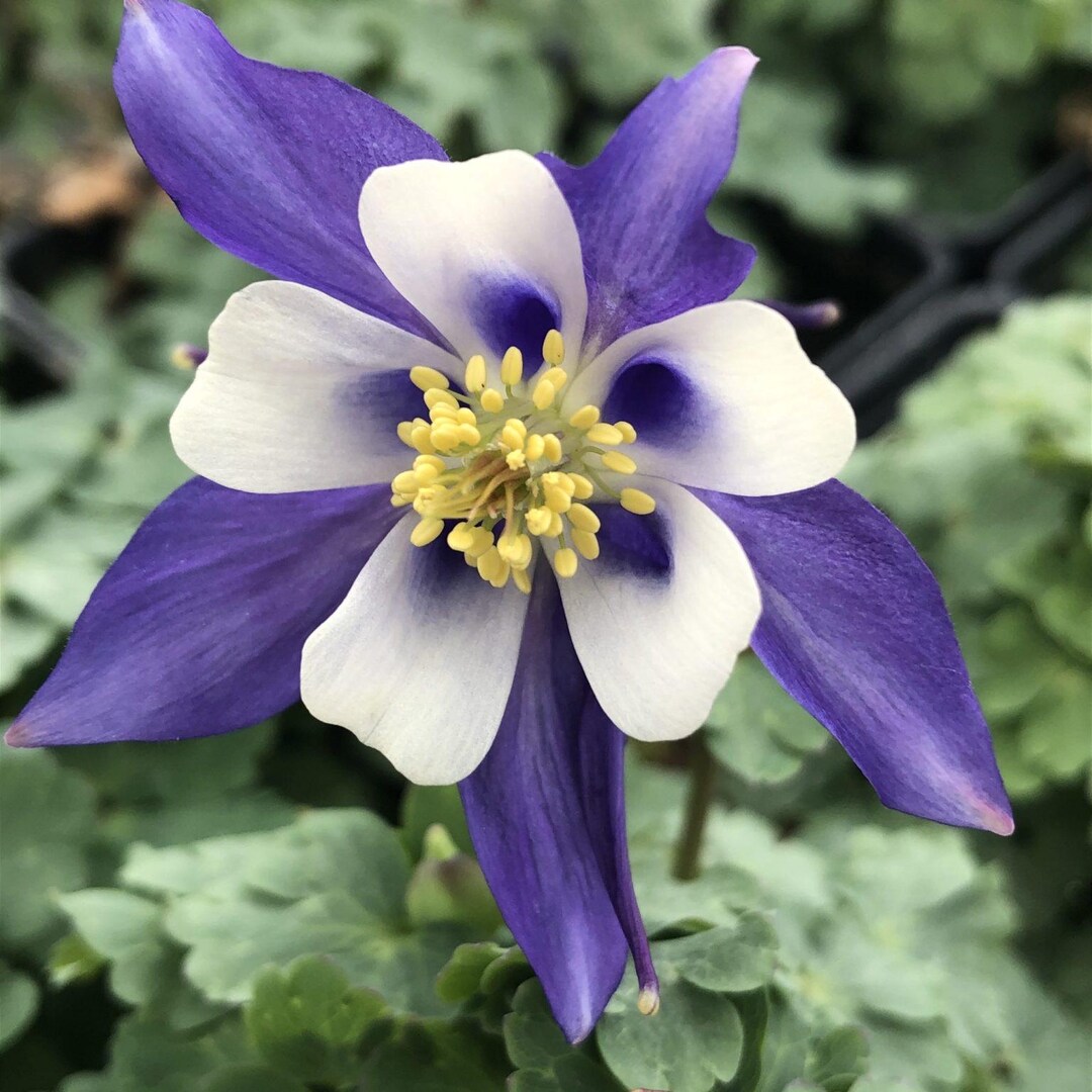 Aquilegia Kirigami Deep Blue & White | Columbine | Wildflower Perennial ...