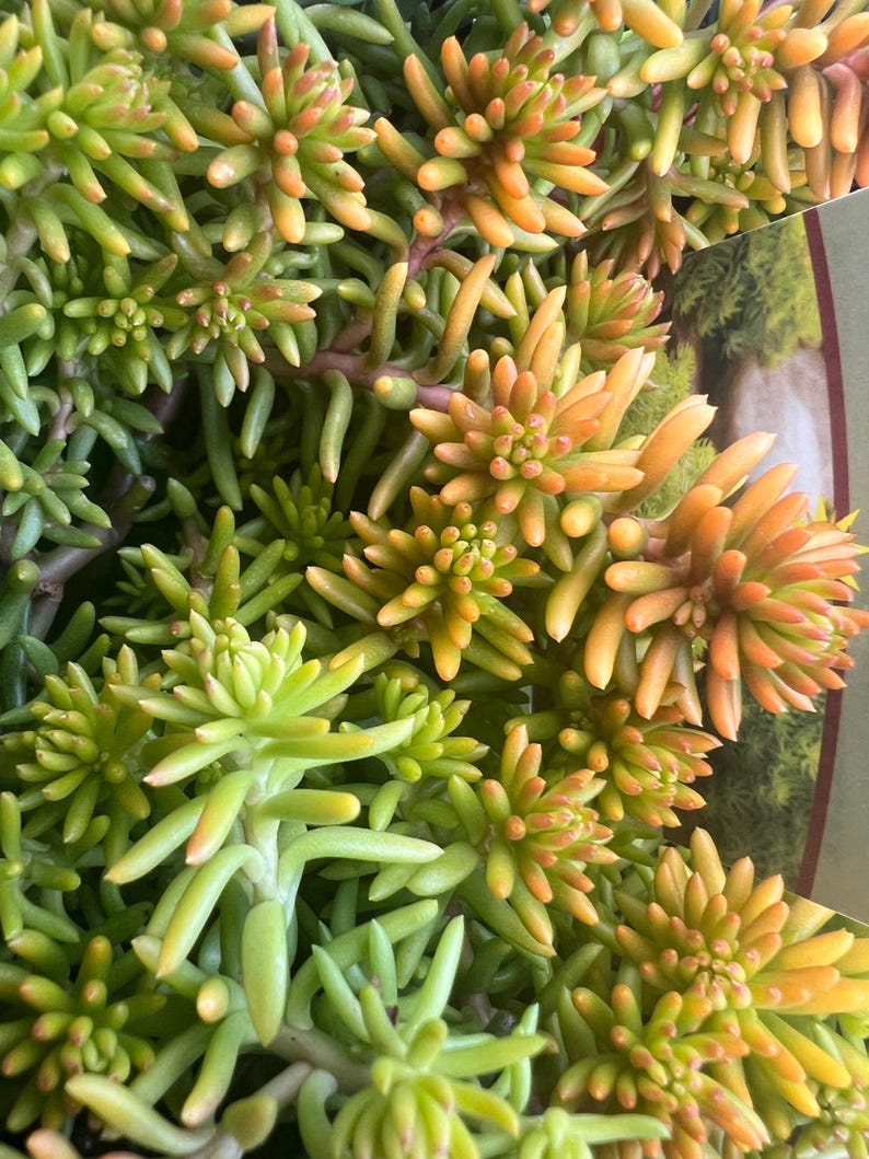 Sedum Reflexum 'angelina Teacup' | Golden Non-flowering Stonecrop ...