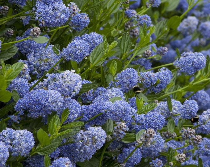 Ceanothus Thyrsiflorus Victoria, California Lilac - 1 Gallon Pot, Fully ...