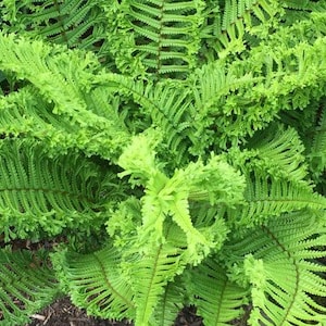 Dryopteris Affinis ‘cristata the King’ | Crested Male Fern | Hardy ...