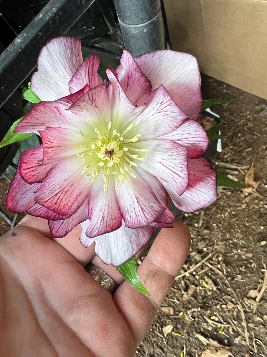 Lenten Rose Blushing Bride, Pink Double Christmas Rose, Wedding Party ...