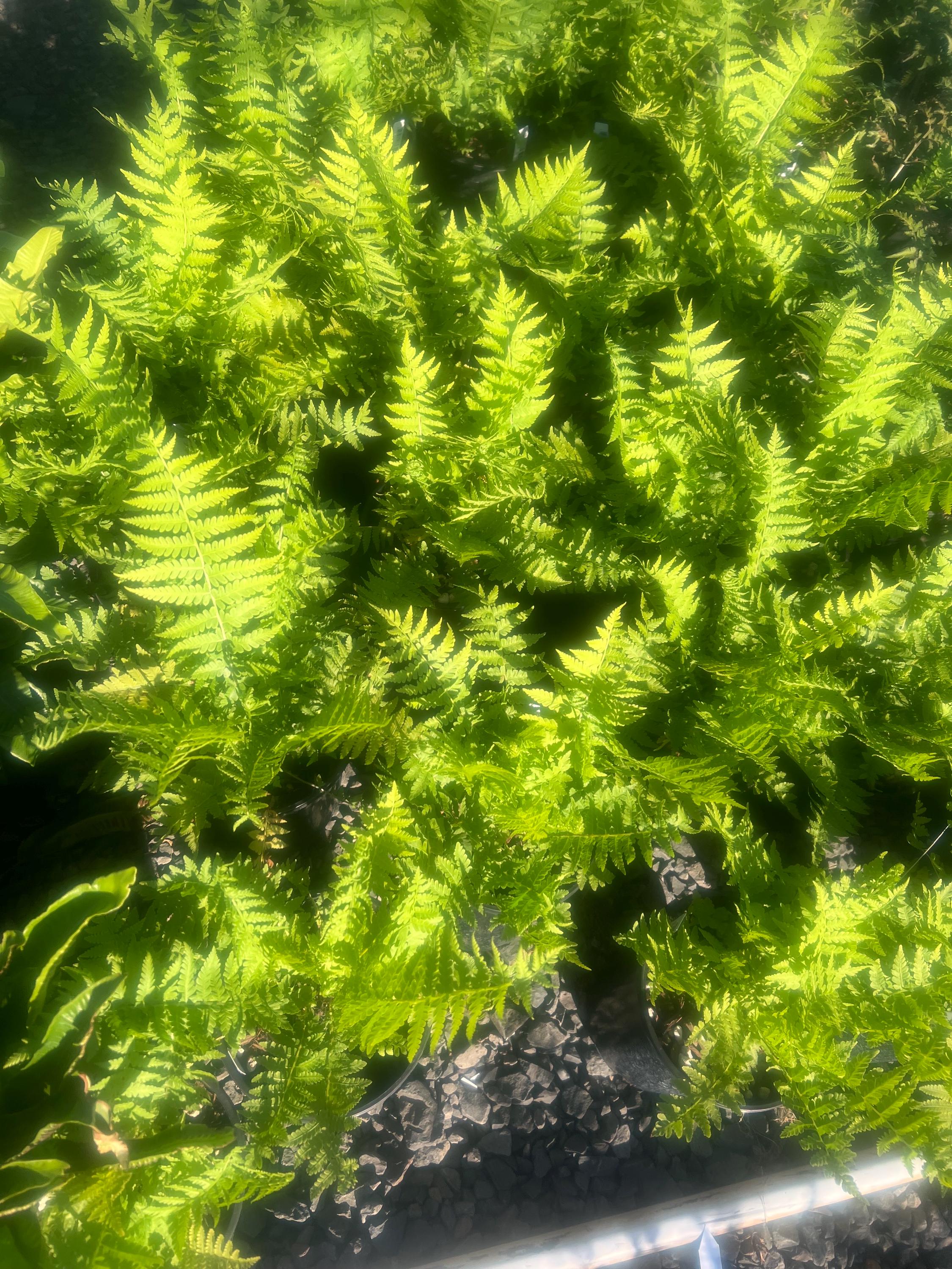 Matteuccia Struthiopteris | Ostrich Fern, Large Deciduous Perennial - Etsy