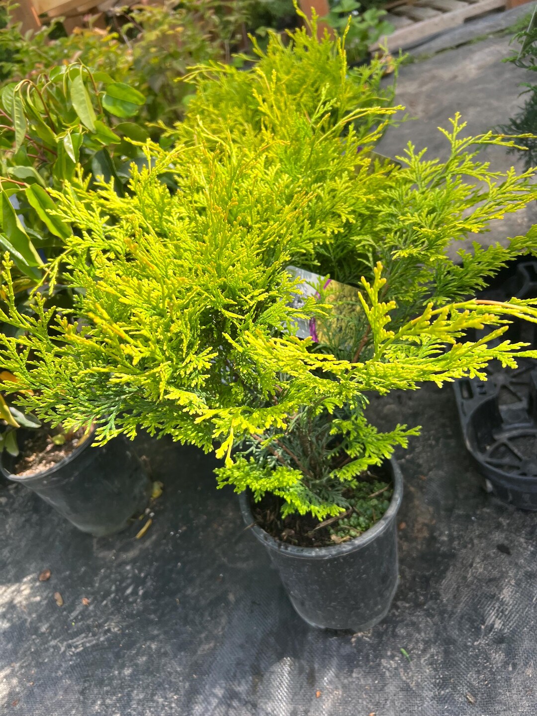 Chamaecyparis O. 'night Light' | Dwarf Evergreen Shrub | Compact ...