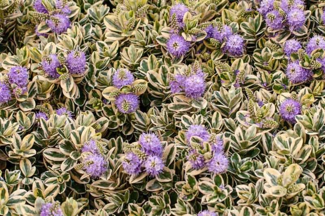 Hebe 'variegata' | Variegated Evergreen Shrub | Flowering | USDA Zones ...