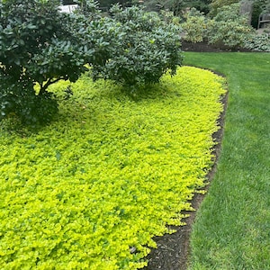 Lysimachia Nummularia 'aurea' | Golden Creeping Jenny, Trailing ...