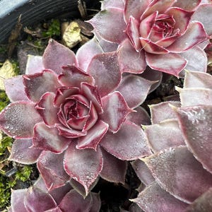 Sempervivum 'el Toro' | Pink and Purple Hens and Chicks | Evergreen ...