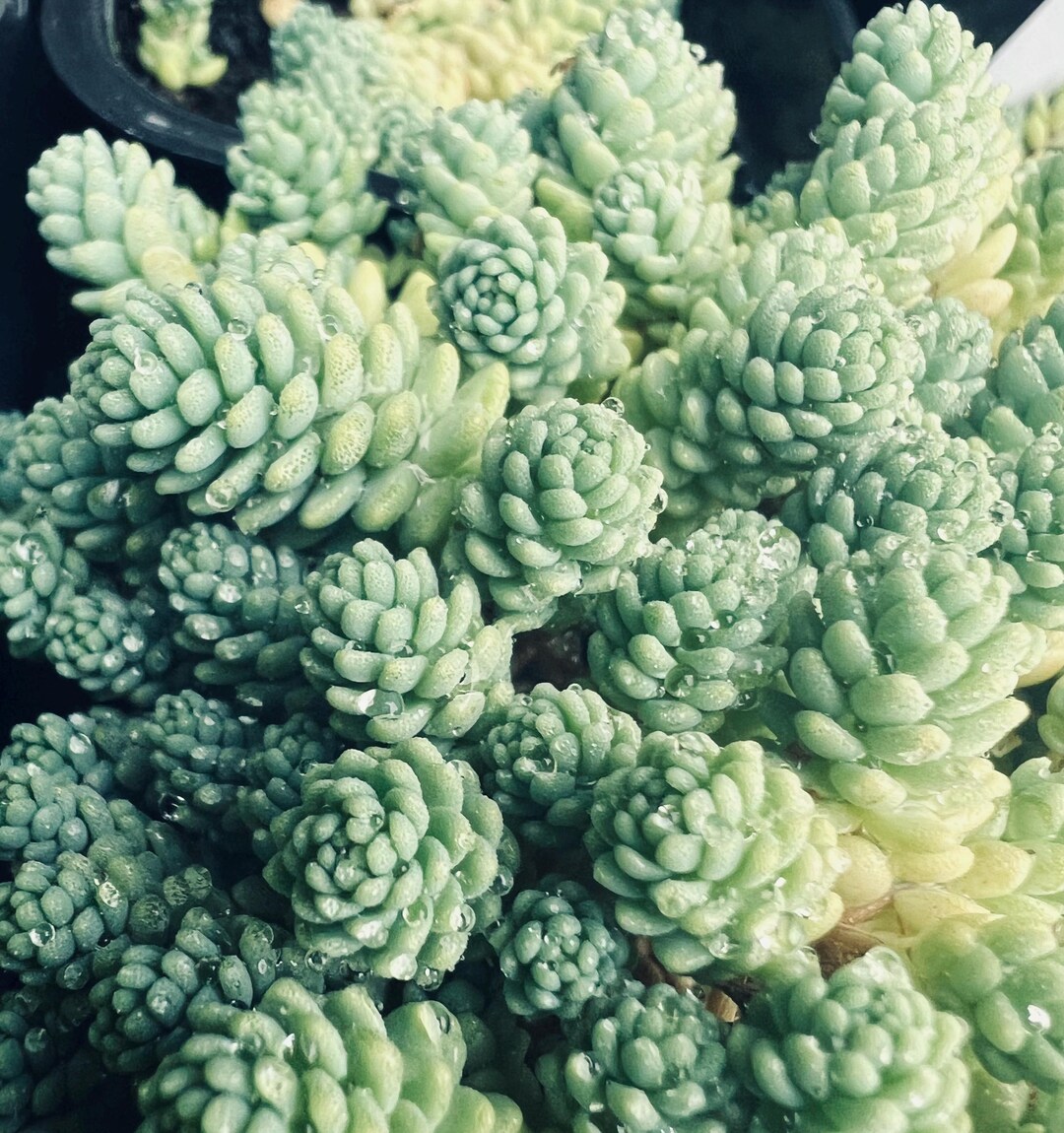 Sedum Dasyphyllum Major, Powder Blue Corsican Stonecrop Succulent, Cold ...