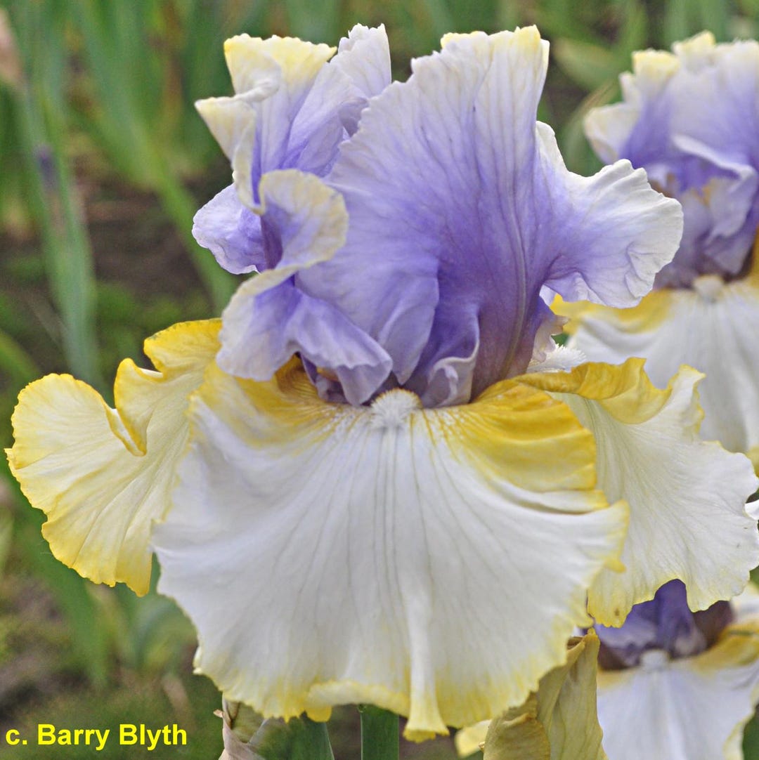 Iris 'easter Charm' | Bearded Iris | 1 Bareroot Rhizome | USDA Zones 3 ...