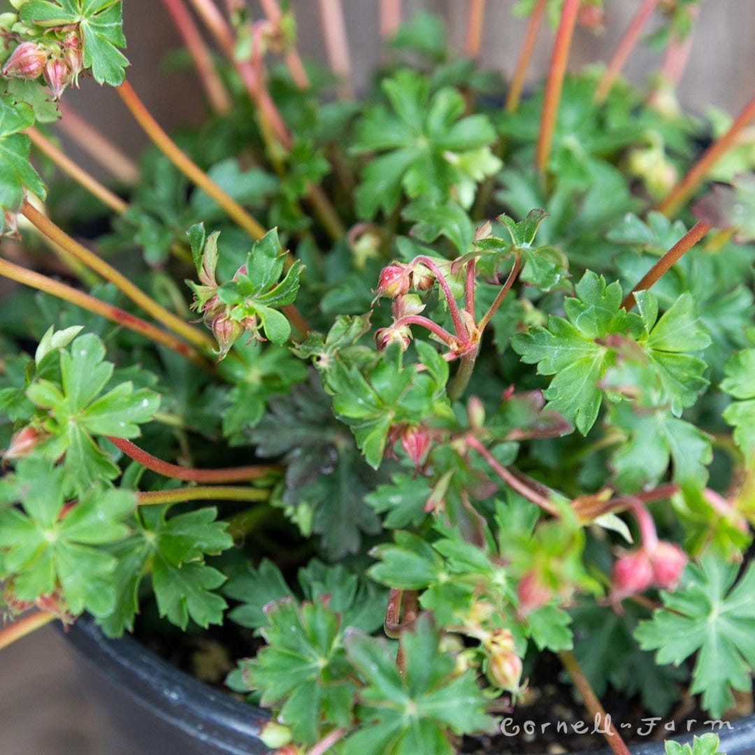 Geranium 'crystal Rose 1 Gallon, Well Rooted Live Plant - Etsy
