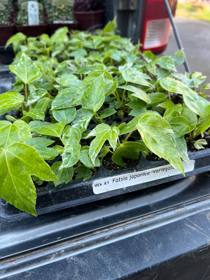 Fatsia Japonica 'variegata' | Variegated Japanese Aralia, Unique Shade ...