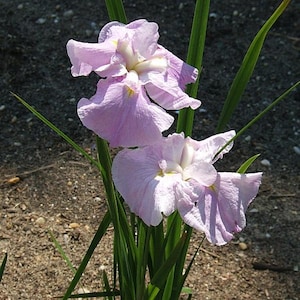 Iris Ensata 'hatsu Kagami' | Pink Japanese Water Iris | Elegant Summer ...