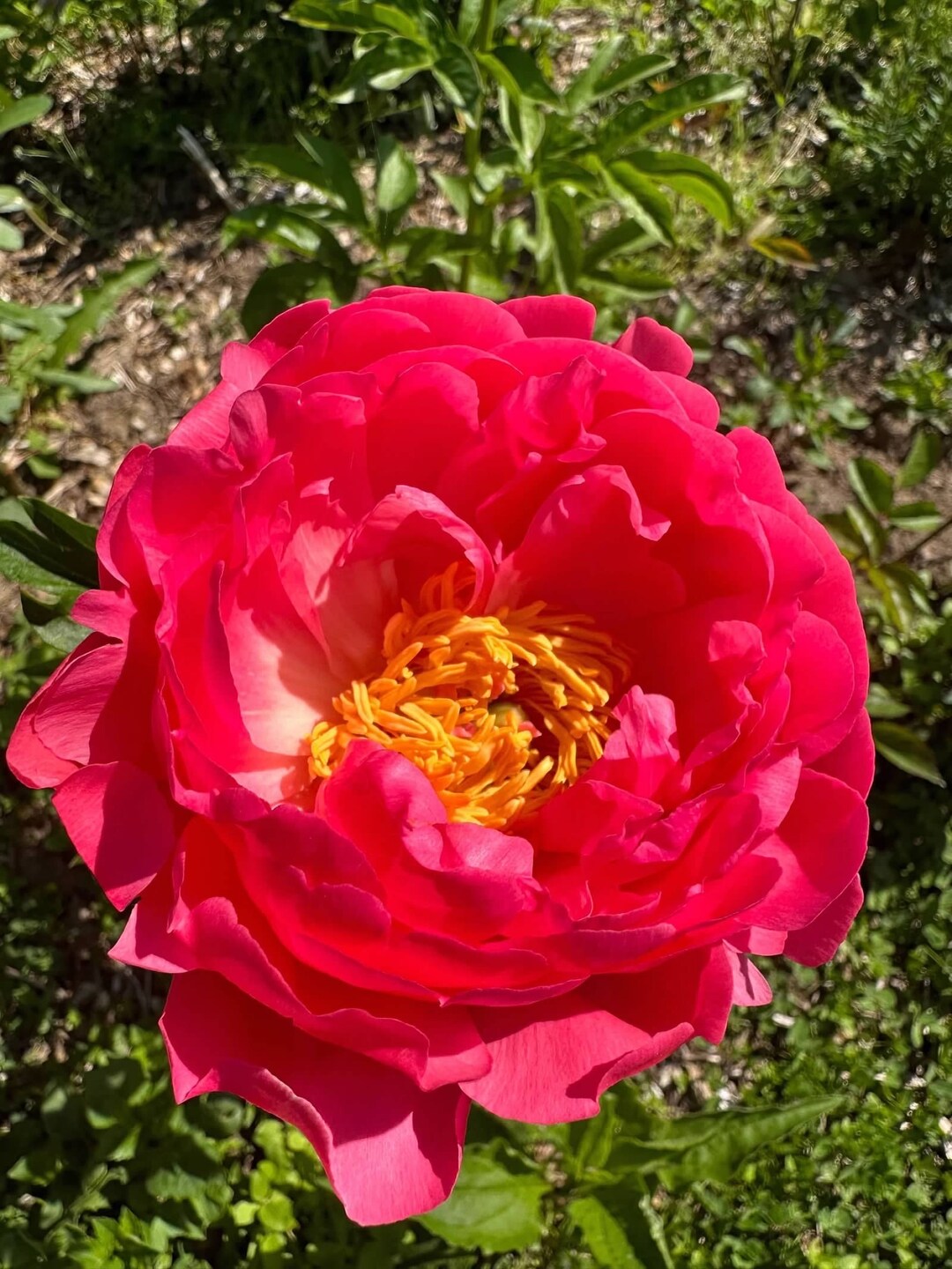 Peony 'coral Sunset' | Double Coral Peony | Paeonia Hybrid | Cut Flower ...