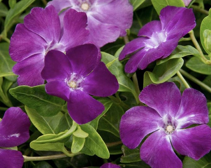 Vinca Minor 'merlot’ | Burgundy Purple Periwinkle | Evergreen ...