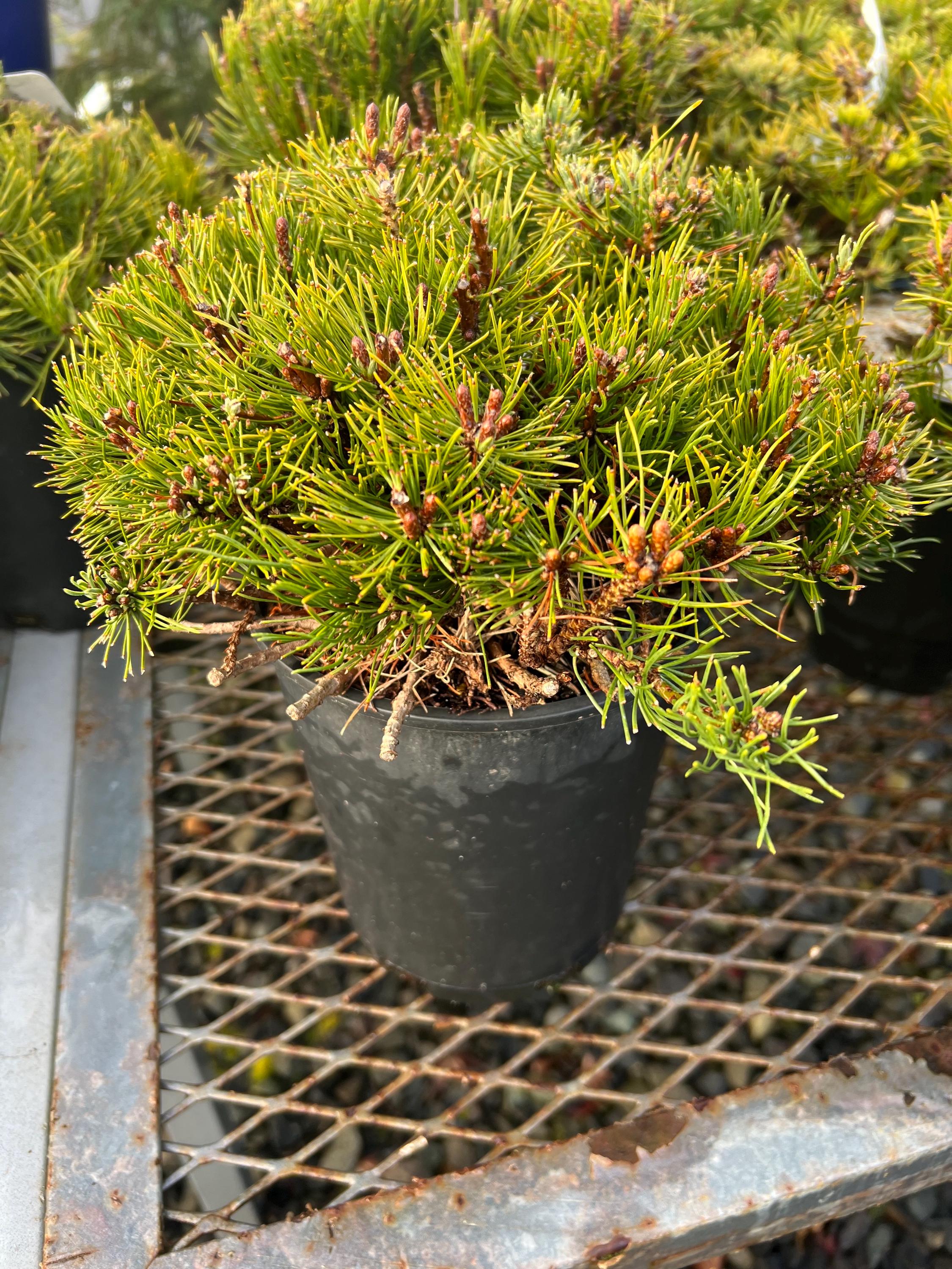 Pinus Mugo 'pumilo' | Dwarf Mugo Pine, Evergreen Conifer - 1 Gallon Pot ...