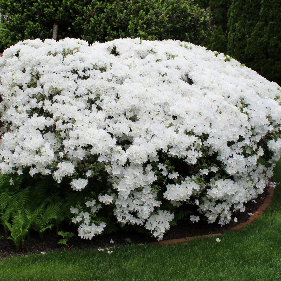 Azalea 'glacier' | Spring Flowering Evergreen Shrub - 1 Gallon Pot - Etsy