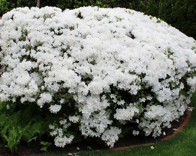 Azalea Glacier | White Flowering Azalea | Spring Blooms | Evergreen ...