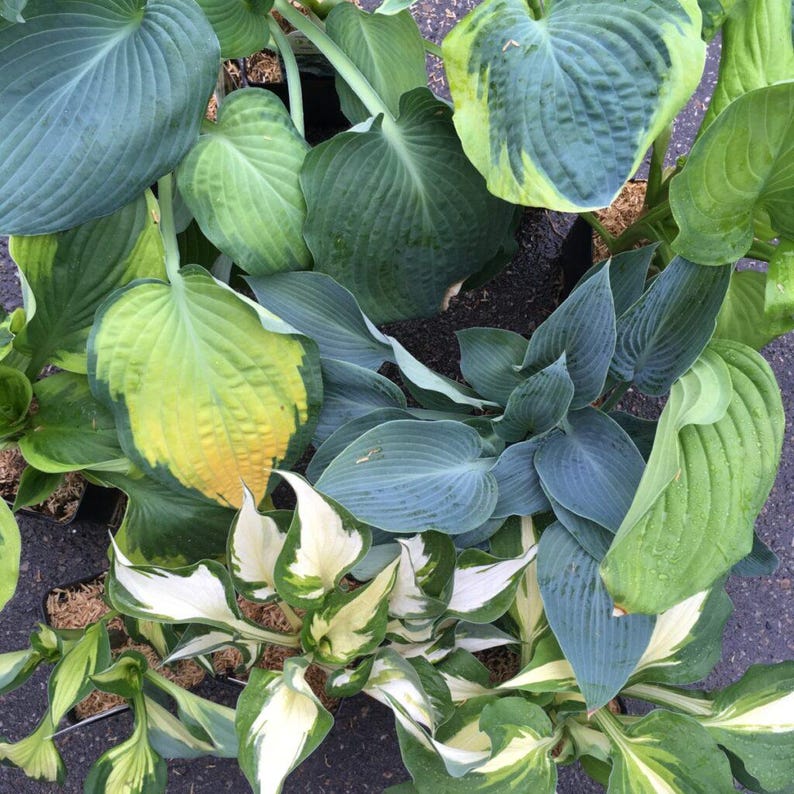 Hosta - 5-10 Different Hosta Varieties | Grower's Choice Selection - Etsy