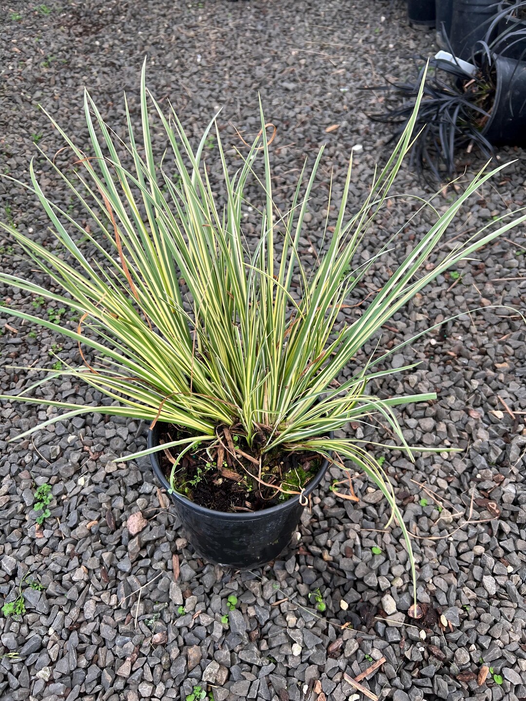 Acorus Gramineus 'variegatus' | Variegated Sweet Flag Grass | Evergreen ...