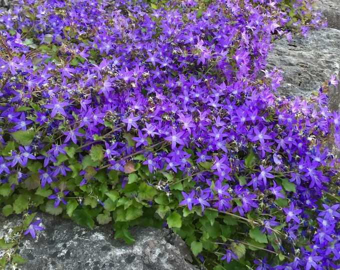 CAMPANULA POSCHARSKYANA 'blue Waterfall' - Serbian Bellflower - Starter ...