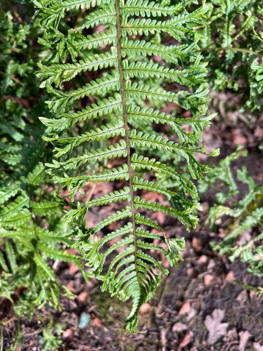 Dryopteris Affinis ‘cristata the King’ | Crested Male Fern | Hardy ...