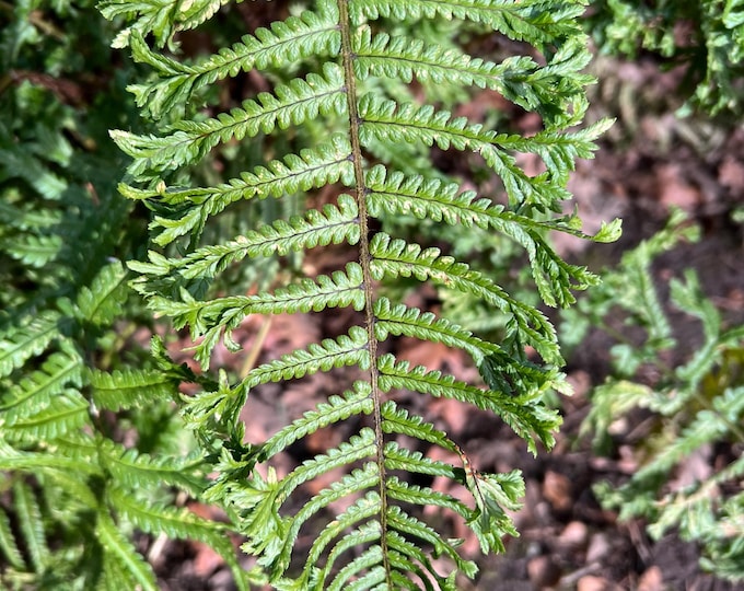 Dryopteris Affinis ‘cristata the King’ | Crested Male Fern | Hardy ...