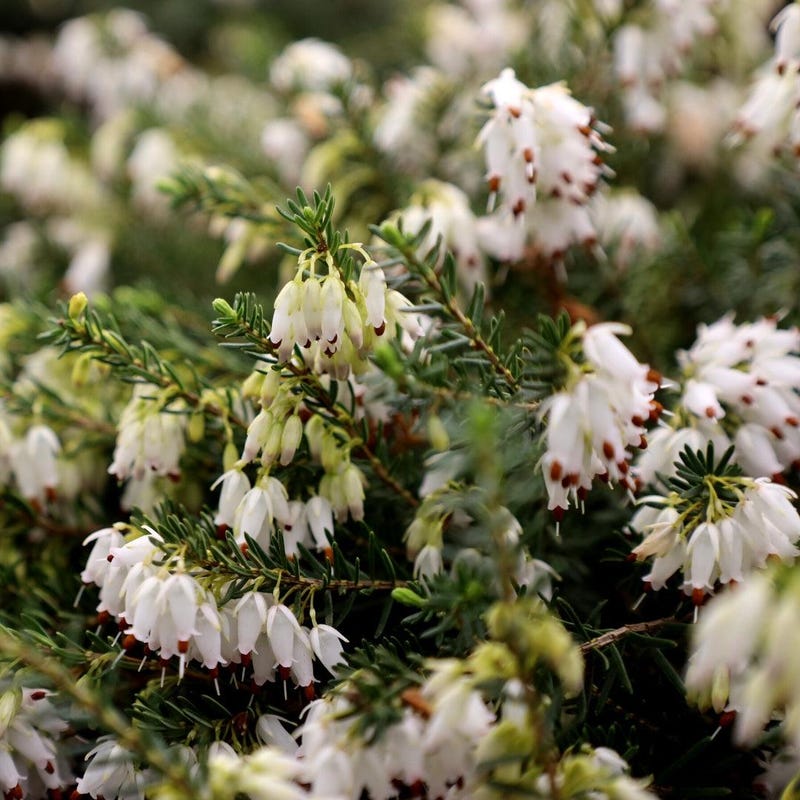 White Heather - Etsy