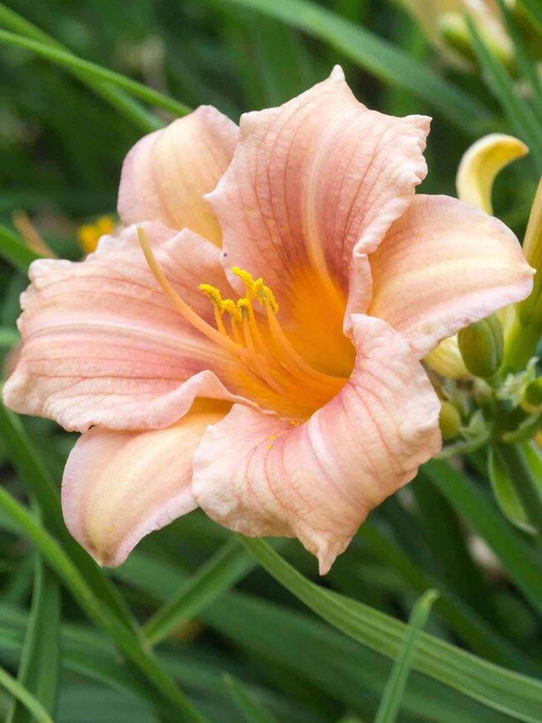 Hemerocallis Everydaylily 'pink Wing' | Pink Daylily, Re-blooming Dwarf ...