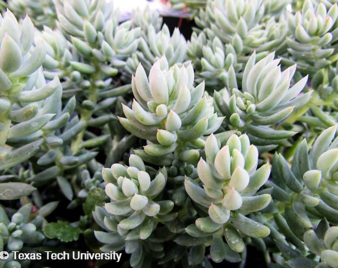 Sedum Spanish Blue Select, Blue Uprightstonecrop Succulent, Cold Hardy ...