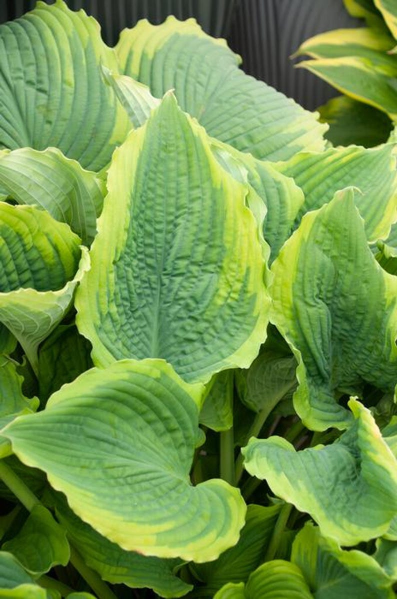 Hosta 'spartacus' | Plantain Lily | Flowering Shade Perennial ...