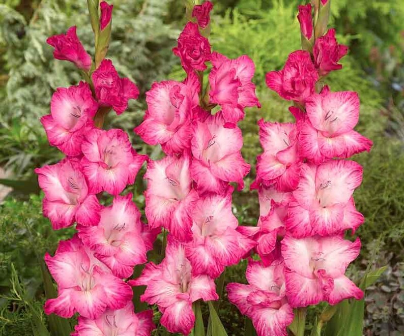 Gladiolus 'cantate' | Tall Ruffled Sword Lily | Large Flowering | Cut ...