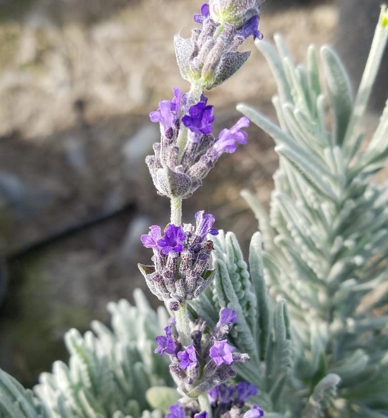 Lavandula X 'goodwin Creek' | Lavender, Fragrant Evergreen Herb - Etsy