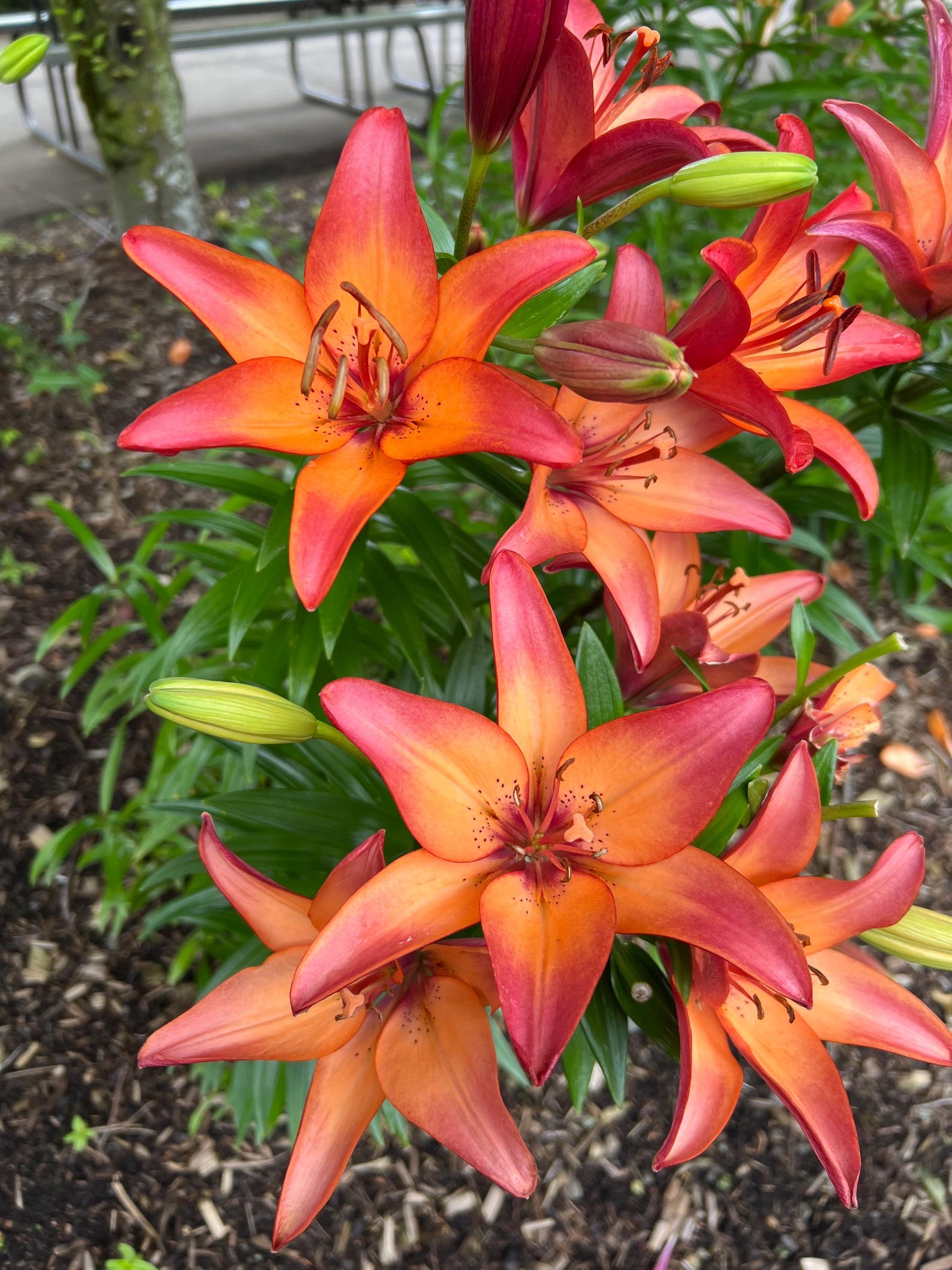 Lilium A 'cancun' | Bicolor Asiatic Lily, Bold Cut Flower - Etsy