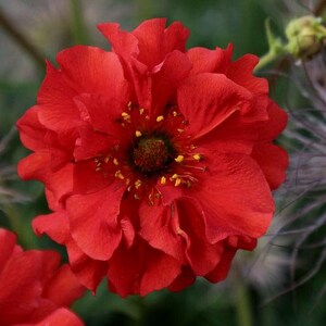 Geum Double Bloody Mary, Red Avens, Evergreen Perennial - 4” Pot Well ...