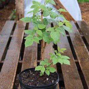 Berry Plant | Tayberry Hybrid | Rubus Fruticosus × Idaeus | Sweet Rare ...