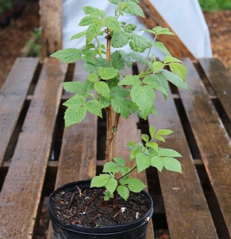 Berry Plant | Tayberry Hybrid | Rubus Fruticosus × Idaeus | Sweet Rare ...