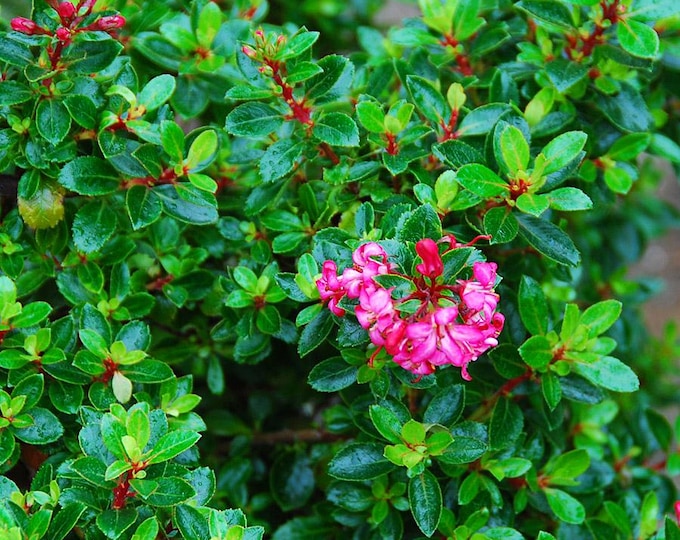 Escallonia 'newport Dwarf' | Compact Evergreen Shrub | Pink Blooms ...
